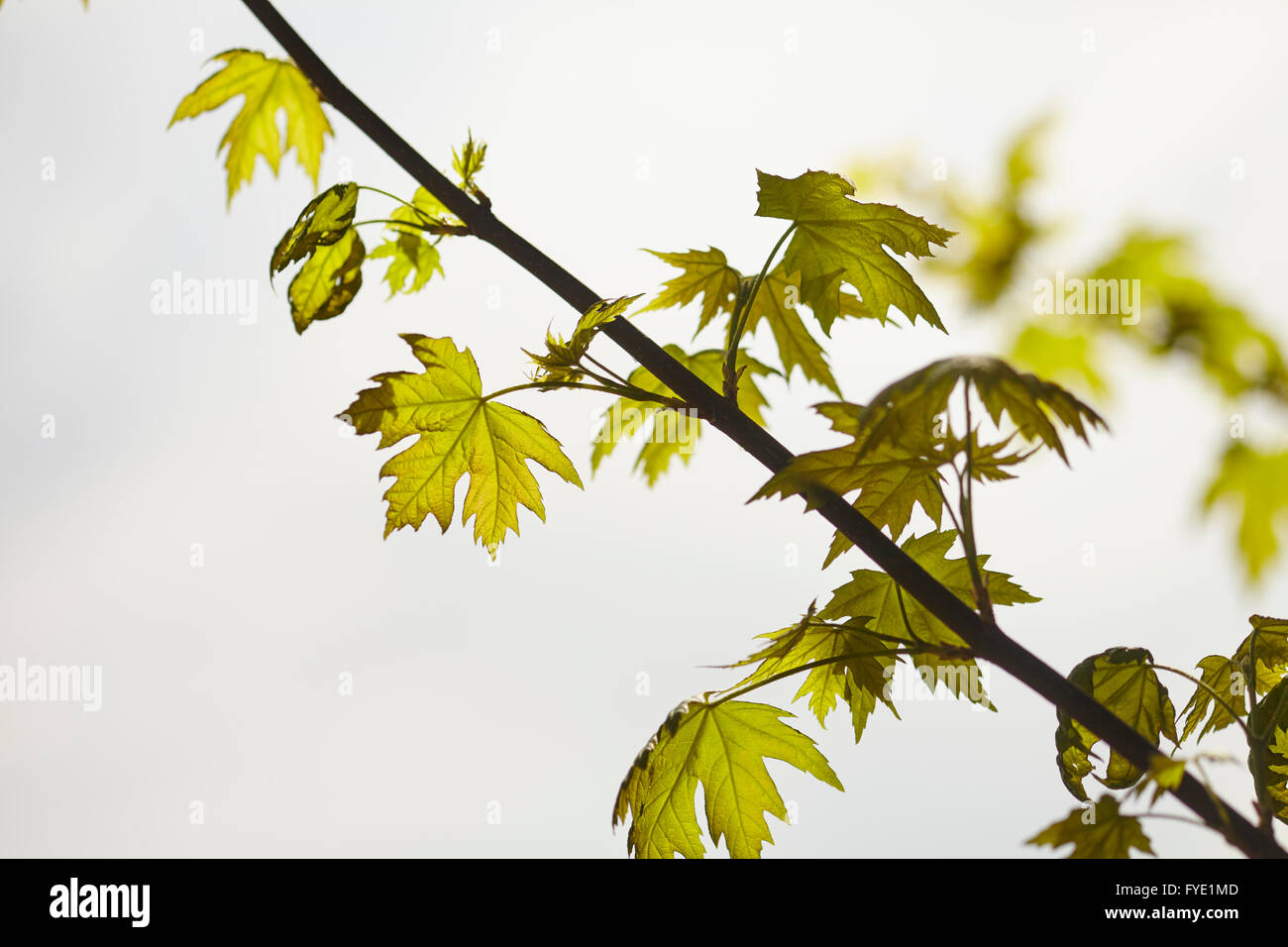 Maple trees in Spring, Lancaster County, Pennsylvania, USA Stock Photo ...
