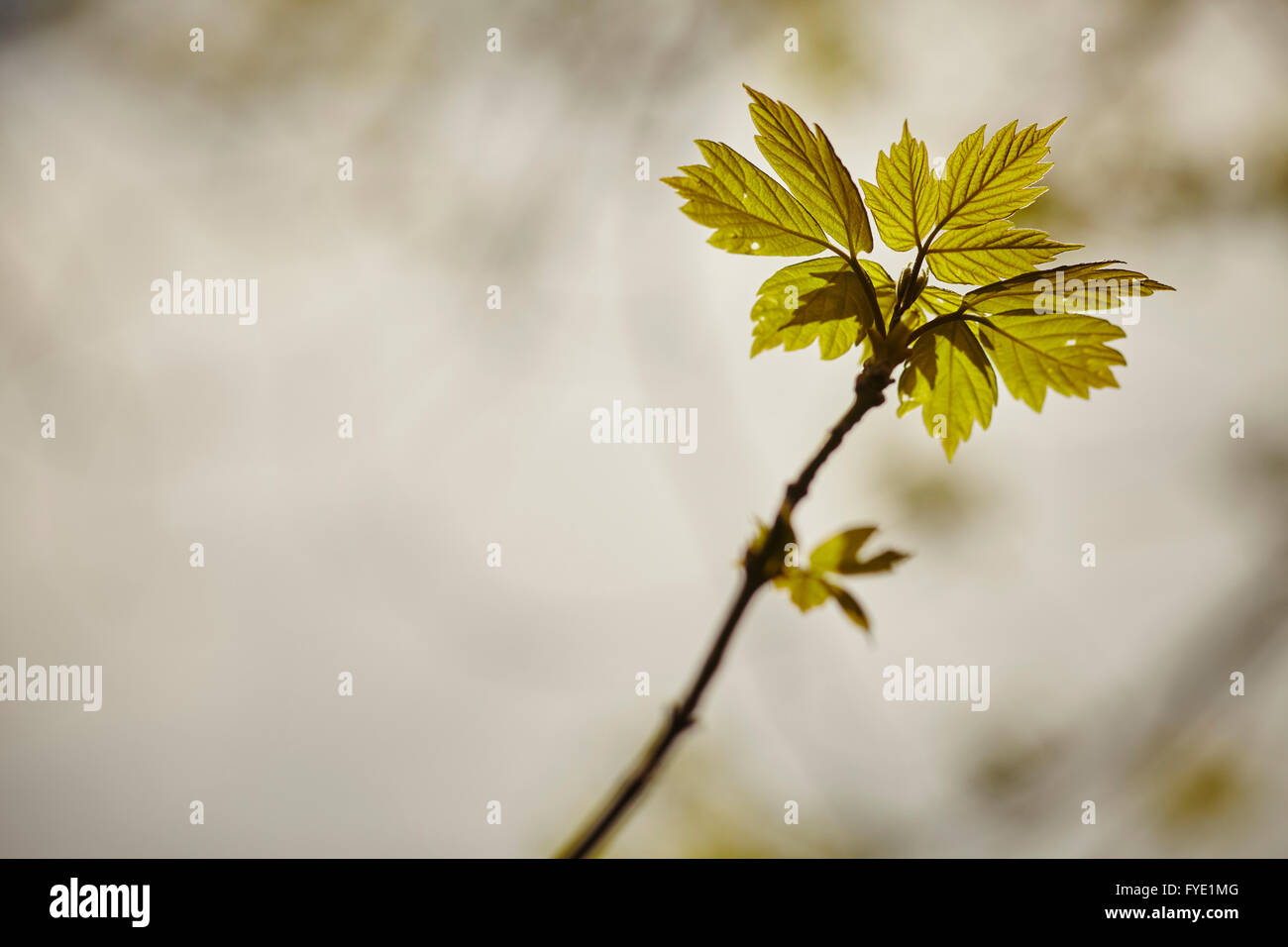 Maple trees in Spring, Lancaster County, Pennsylvania, USA Stock Photo ...