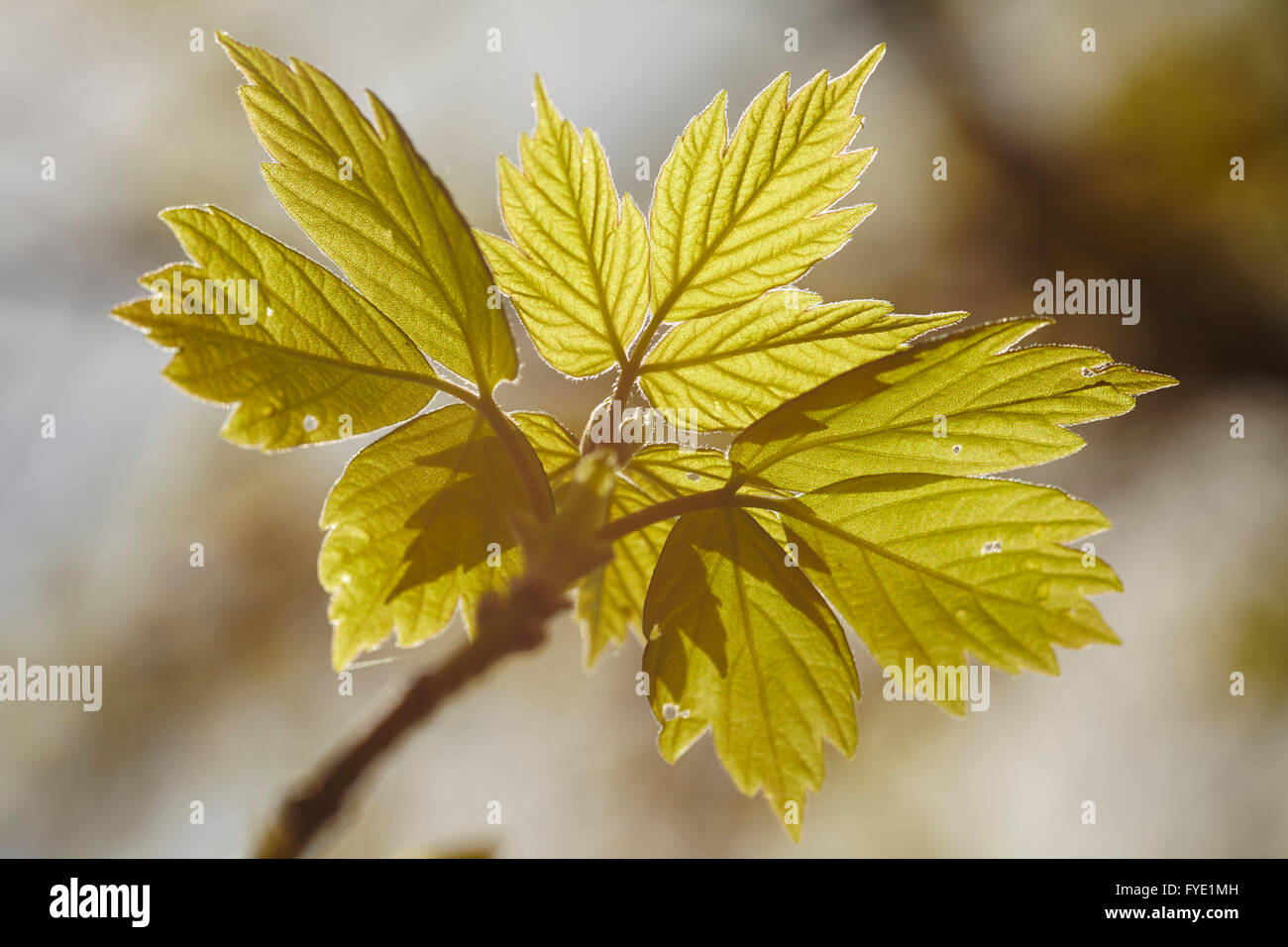 Maple trees in Spring, Lancaster County, Pennsylvania, USA Stock Photo ...