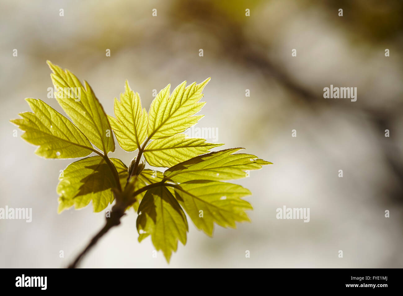 Maple trees in Spring, Lancaster County, Pennsylvania, USA Stock Photo ...