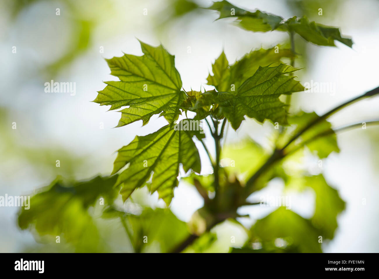 Maple trees in Spring, Lancaster County, Pennsylvania, USA Stock Photo ...