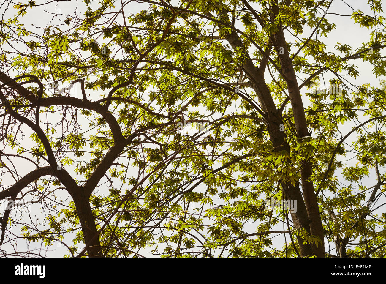 Maple trees in Spring, Lancaster County, Pennsylvania, USA Stock Photo ...