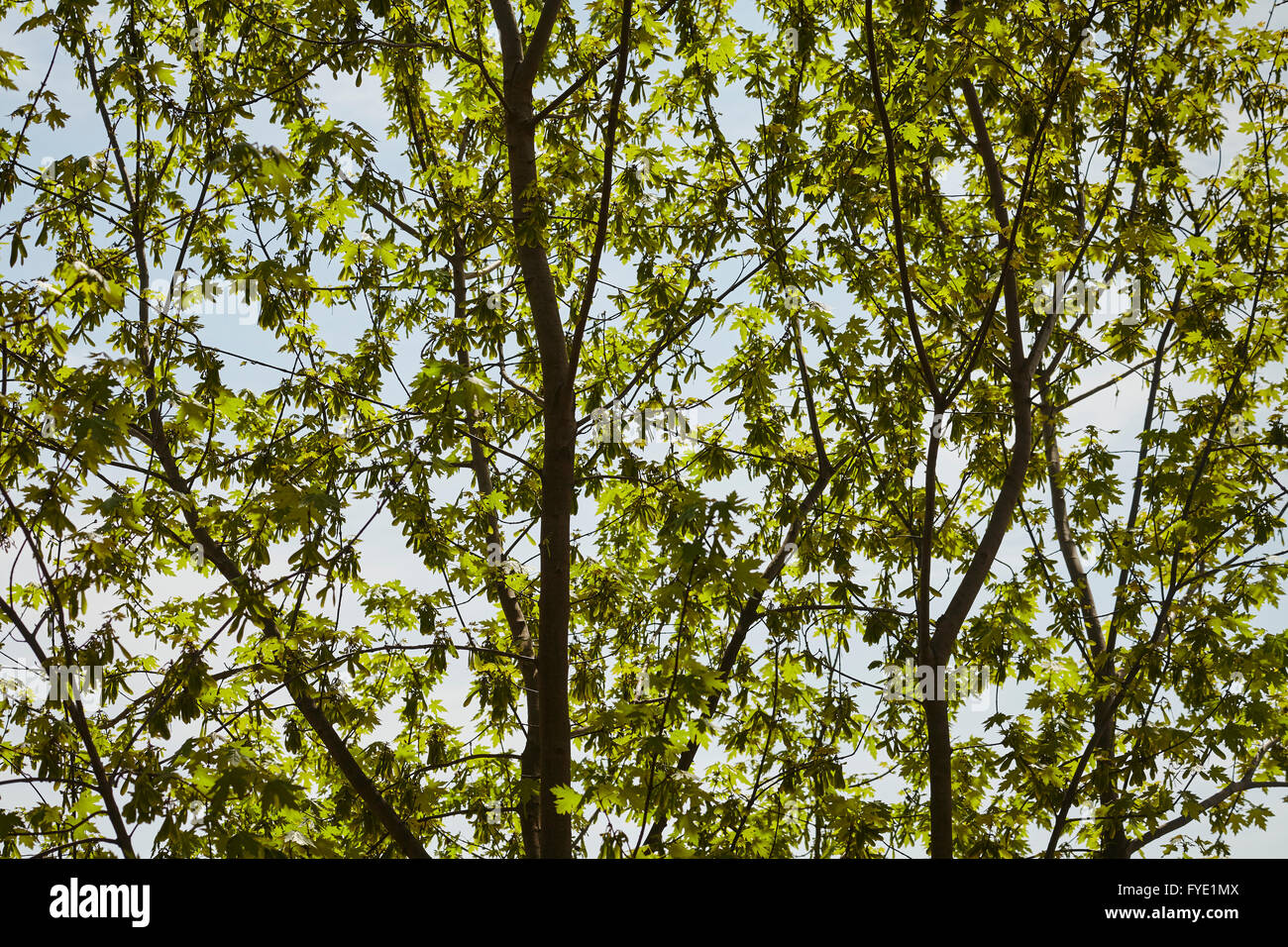 Maple trees in Spring, Lancaster County, Pennsylvania, USA Stock Photo ...