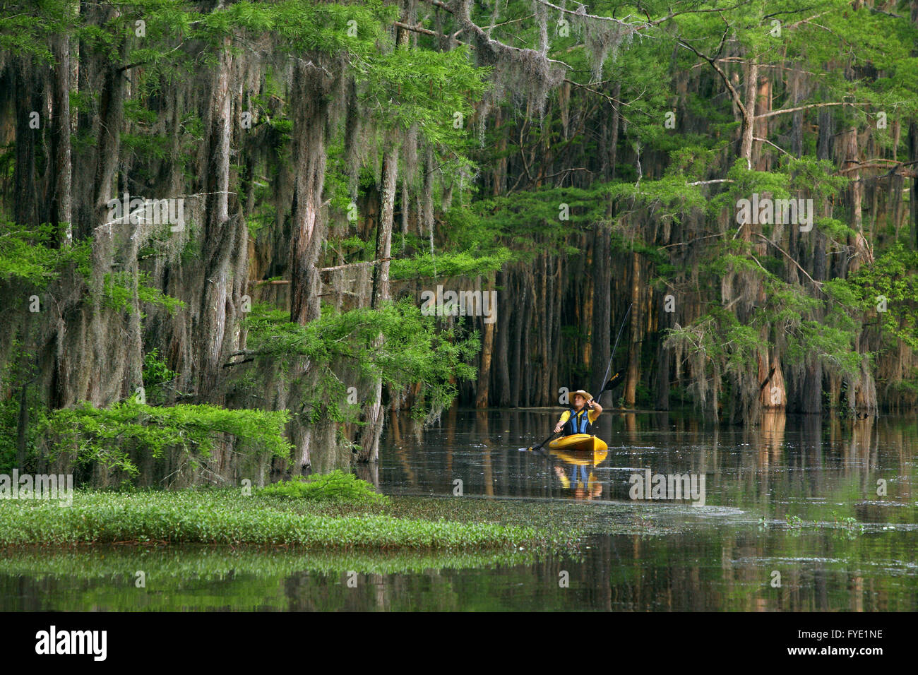A fisherman in a kayak paddles through the cypress swamp around Caddo ...