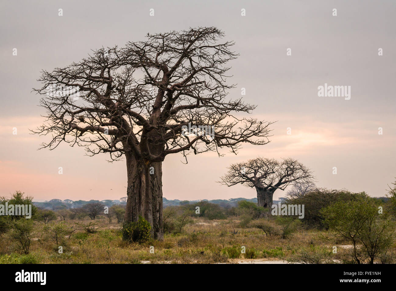 Baobab tree in Malawi, Africa Stock Photo - Alamy