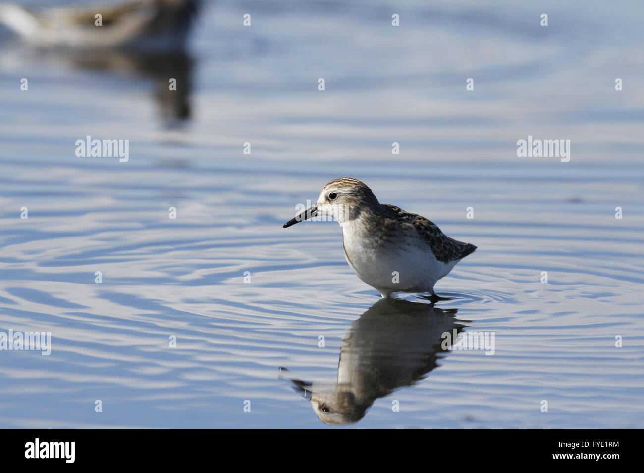 Lesser stint hi-res stock photography and images - Alamy