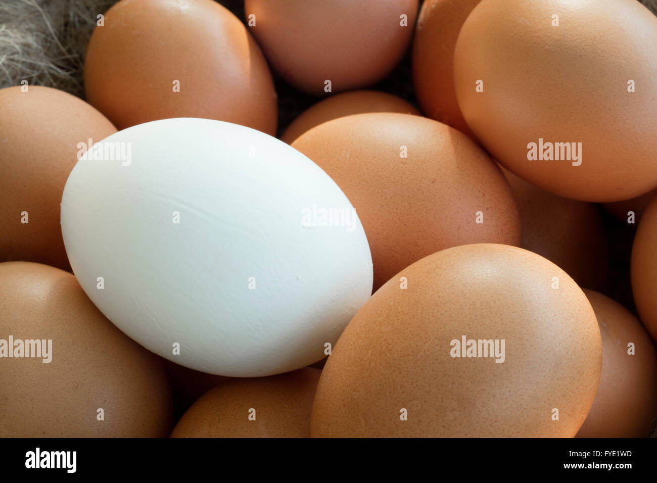 Unique eggs hi-res stock photography and images - Alamy