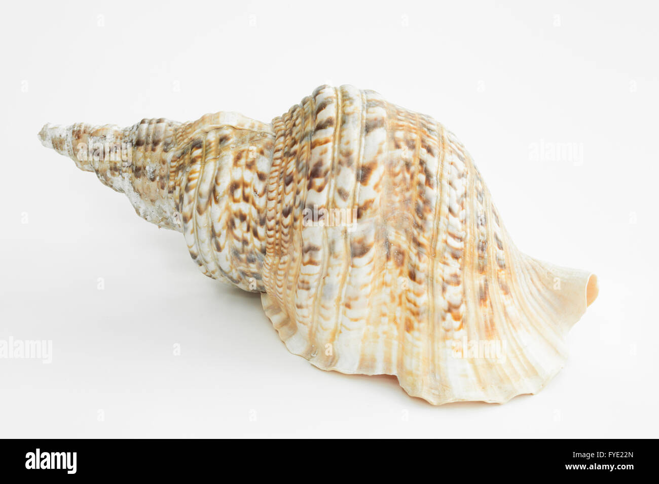 Detailed sea conch shell on white isolated background Stock Photo - Alamy