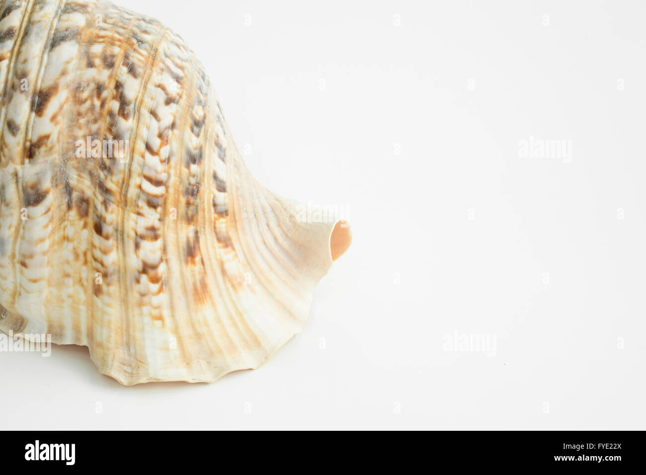 Detailed sea conch shell on white isolated background Stock Photo - Alamy