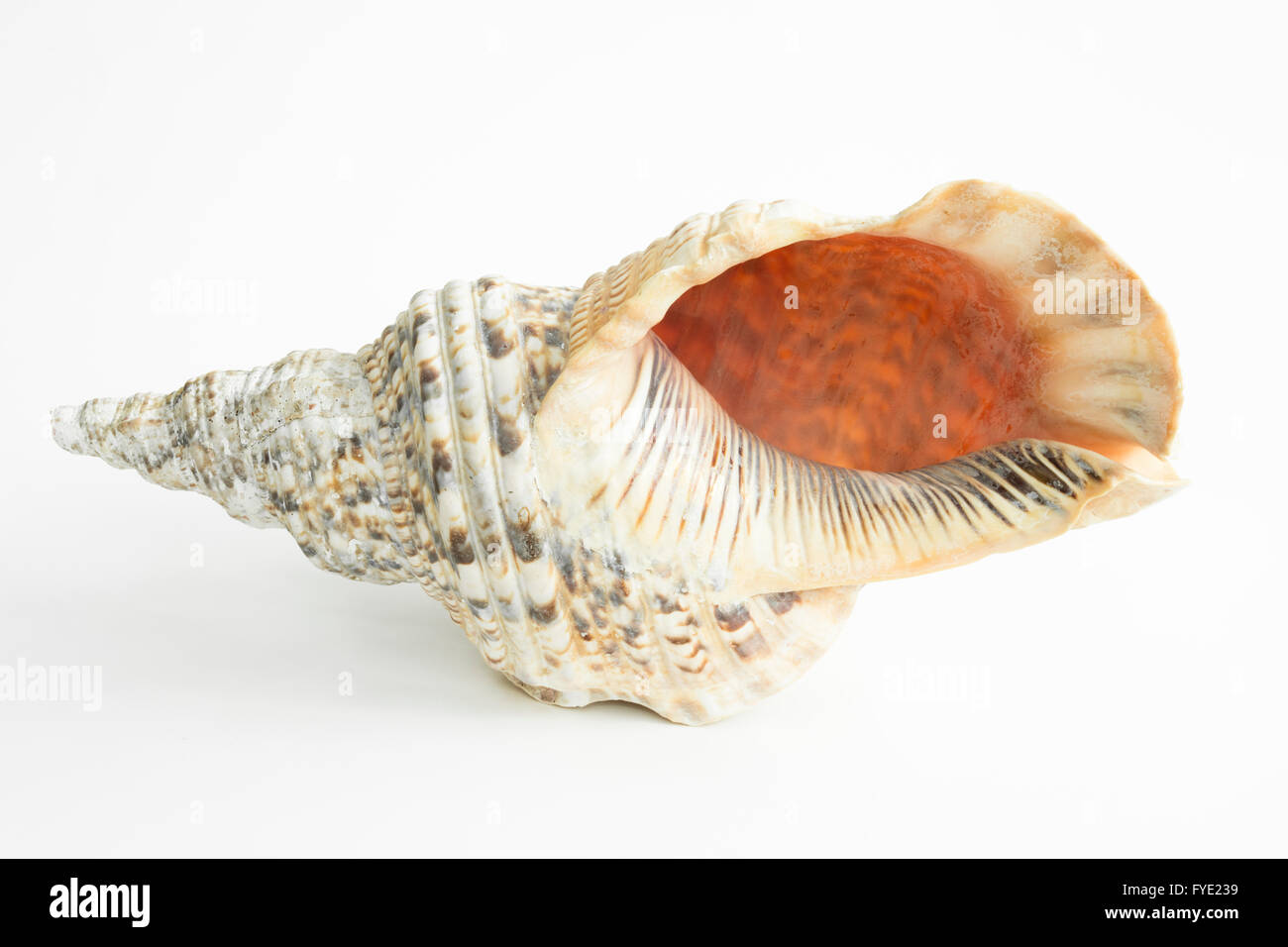 Detailed sea conch shell on white isolated background Stock Photo - Alamy