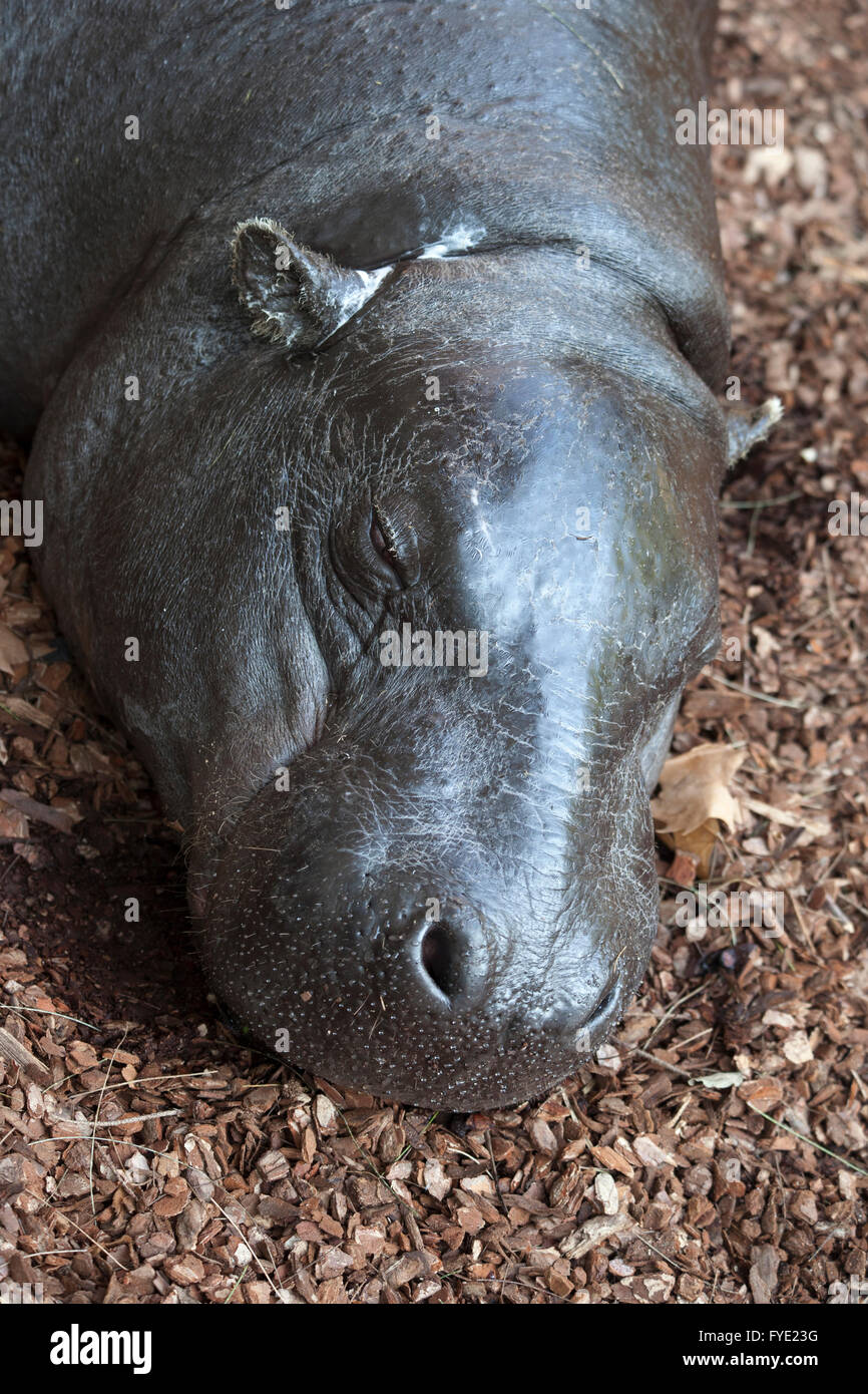 Hippo Zoo High Resolution Stock Photography and Images - Alamy