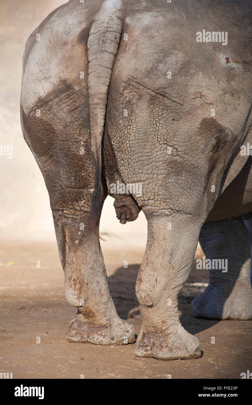 Elephant Reproductive Organs Pictures