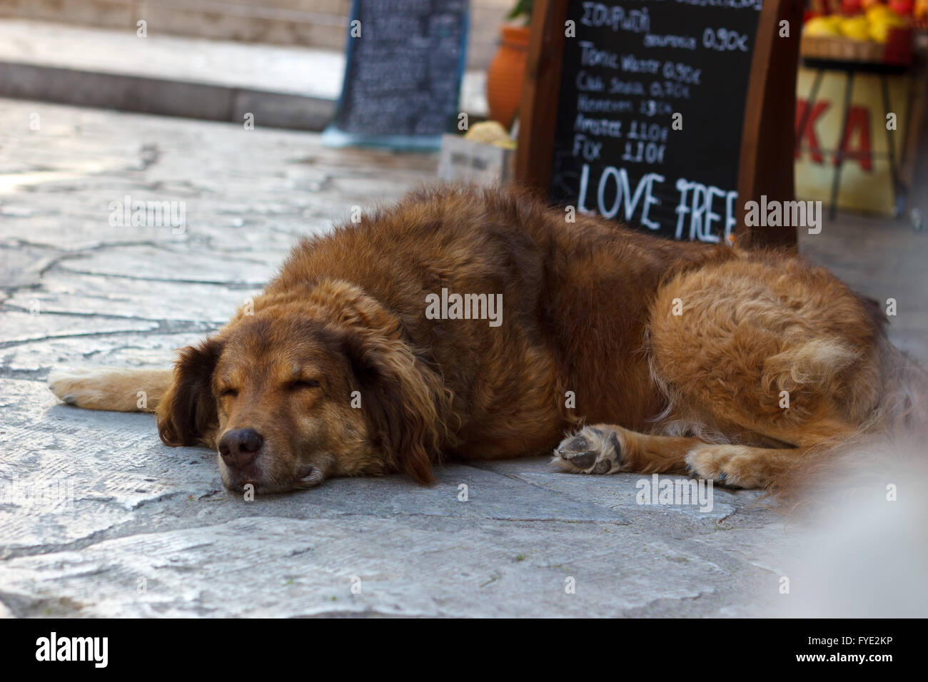 Relaxing with dog hi-res stock photography and images - Alamy