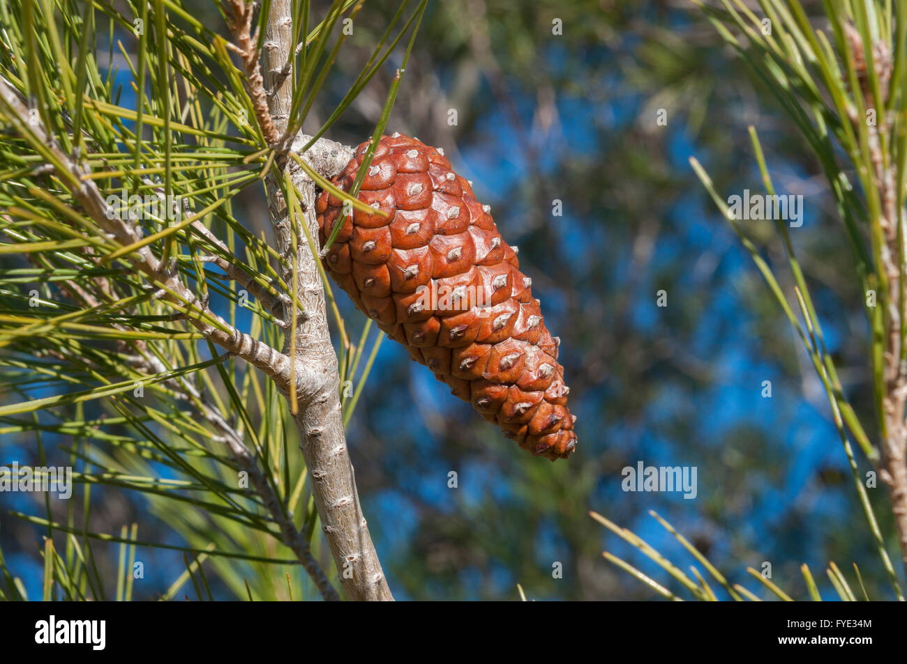 Detail of leaves, branches and cones of Aleppo Pine, Pinus halepensis ...