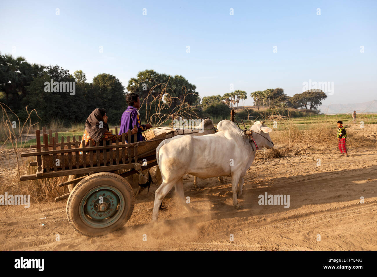 A Burmese couple of small farmers with their hitching up (Old Bagan ...