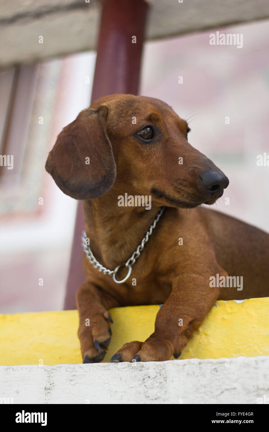 Dackel Stock Photos & Dackel Stock Images - Alamy