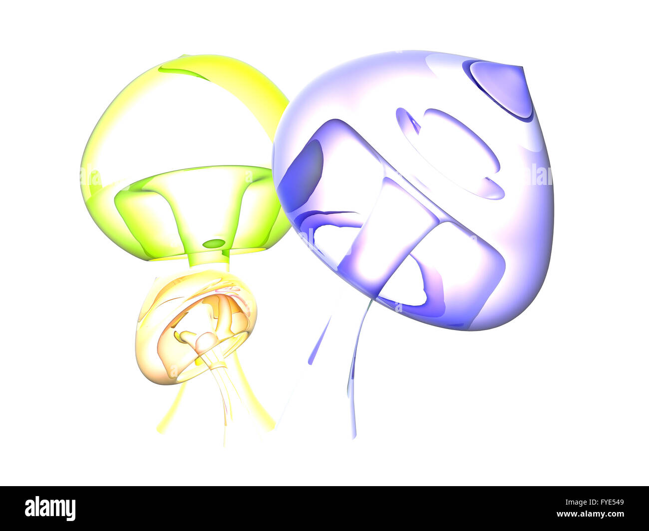 Freaky translucent Mushrooms Stock Photo - Alamy