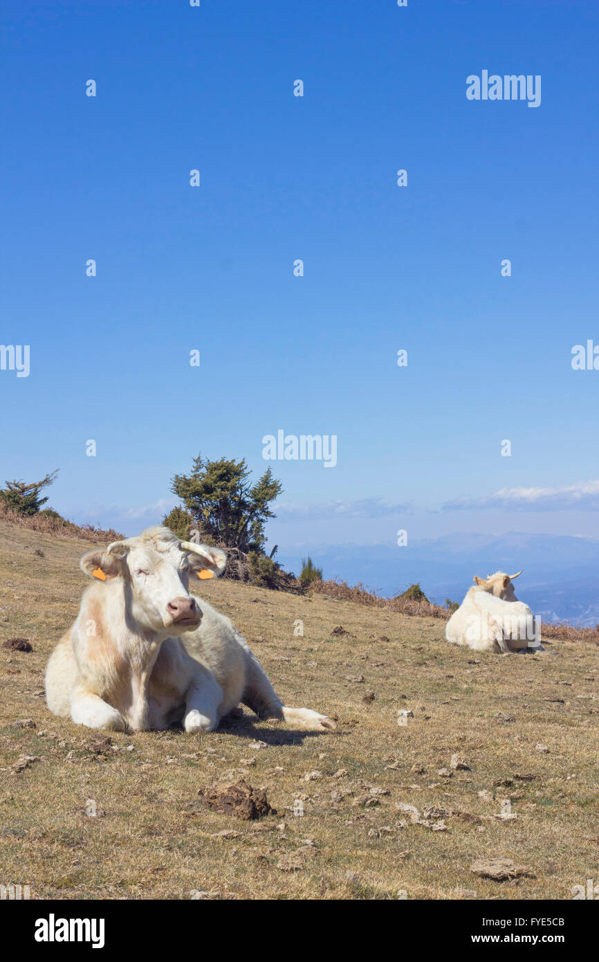 Cows lying down relaxed in field outdoors Stock Photo - Alamy