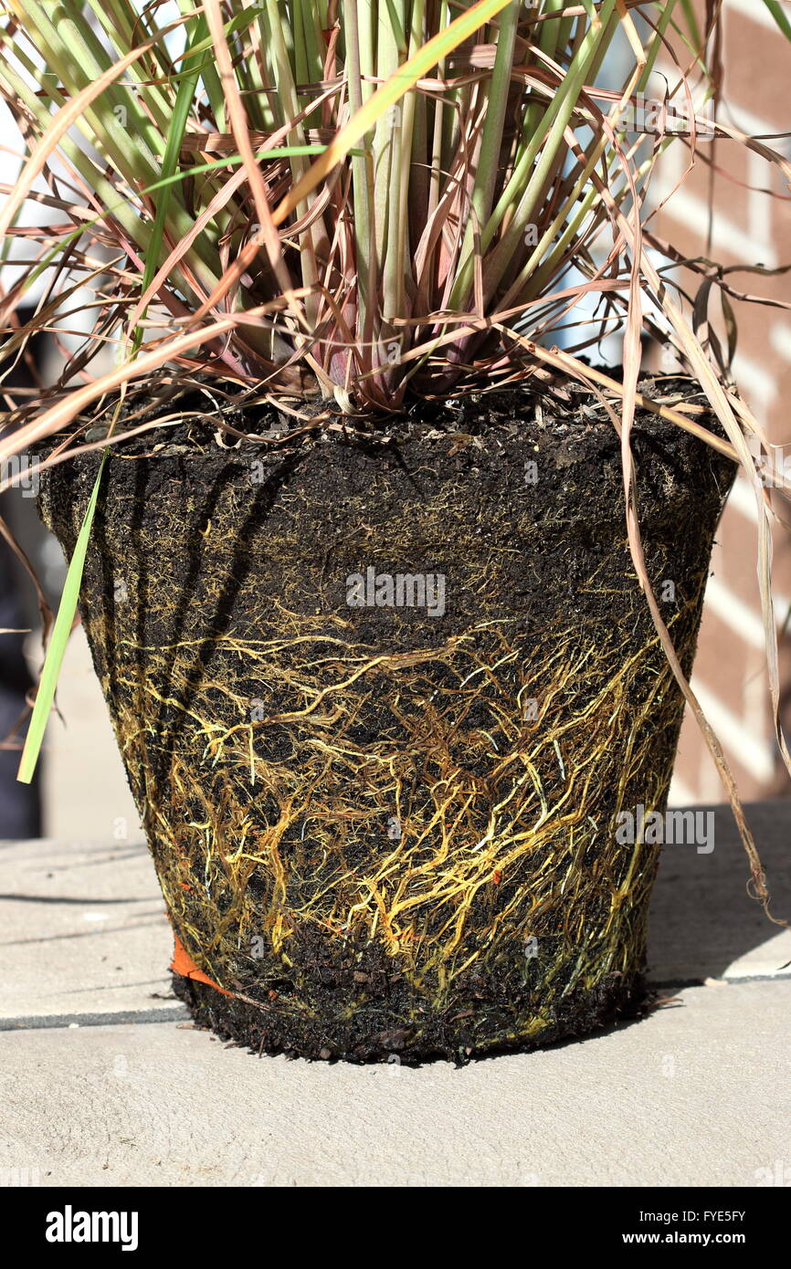 Plant roots showing hi-res stock photography and images - Alamy