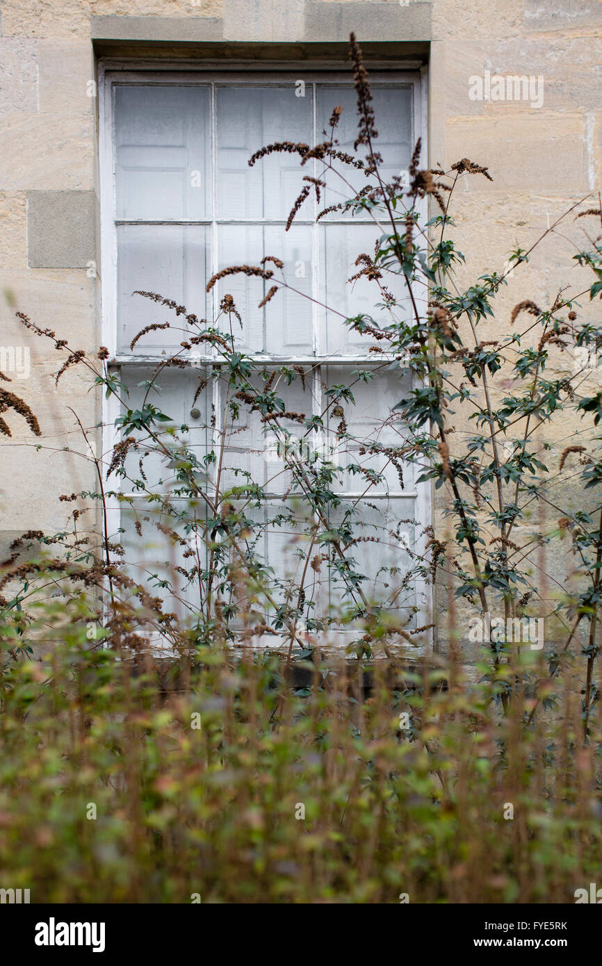 Old overgrown front garden and large old window Stock Photo - Alamy