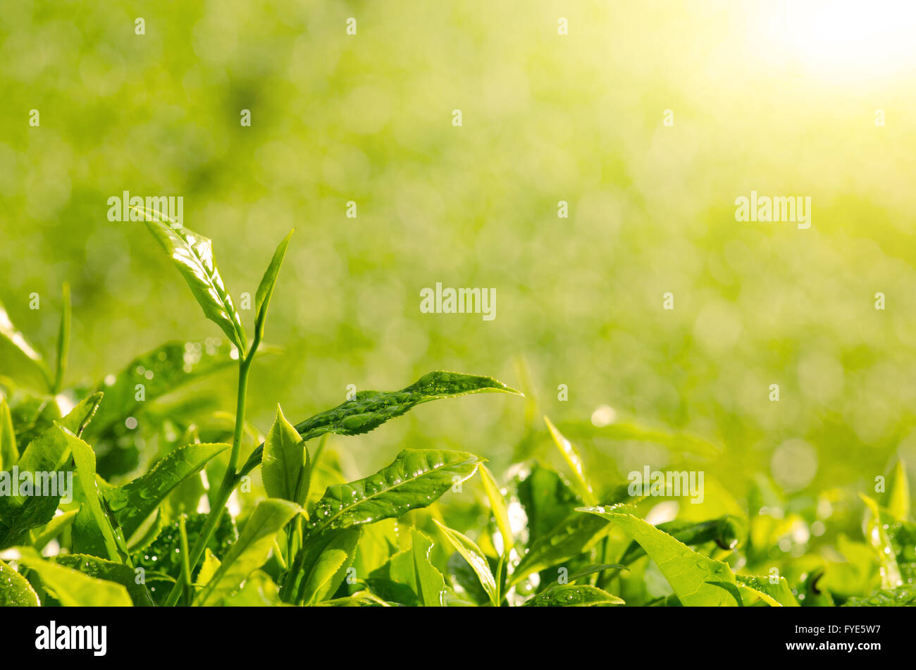 tea leaves in the morning Stock Photo - Alamy