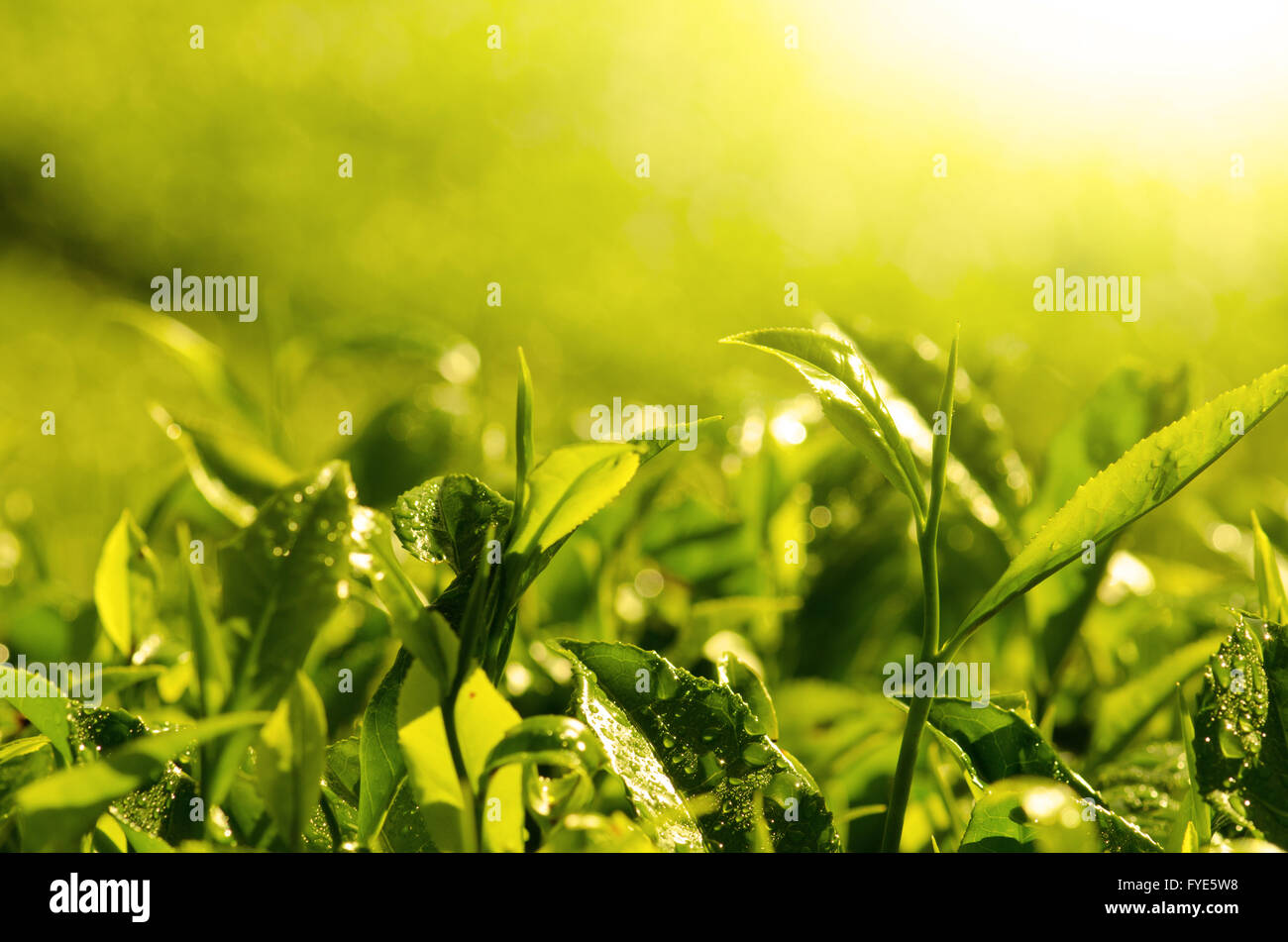 tea leaves in the morning Stock Photo - Alamy