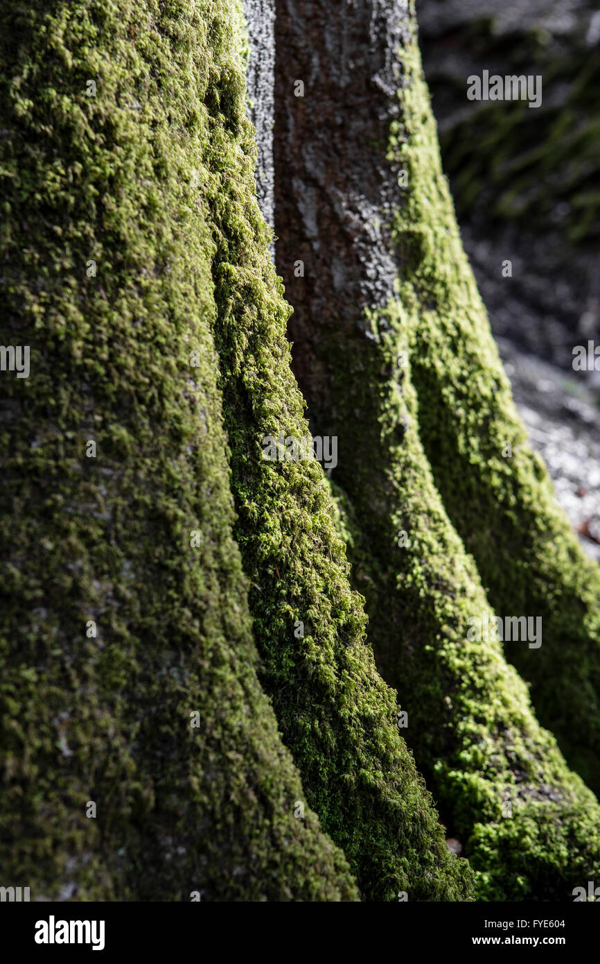 Old moss covered tree trunk in sunlight in a forest Stock Photo - Alamy