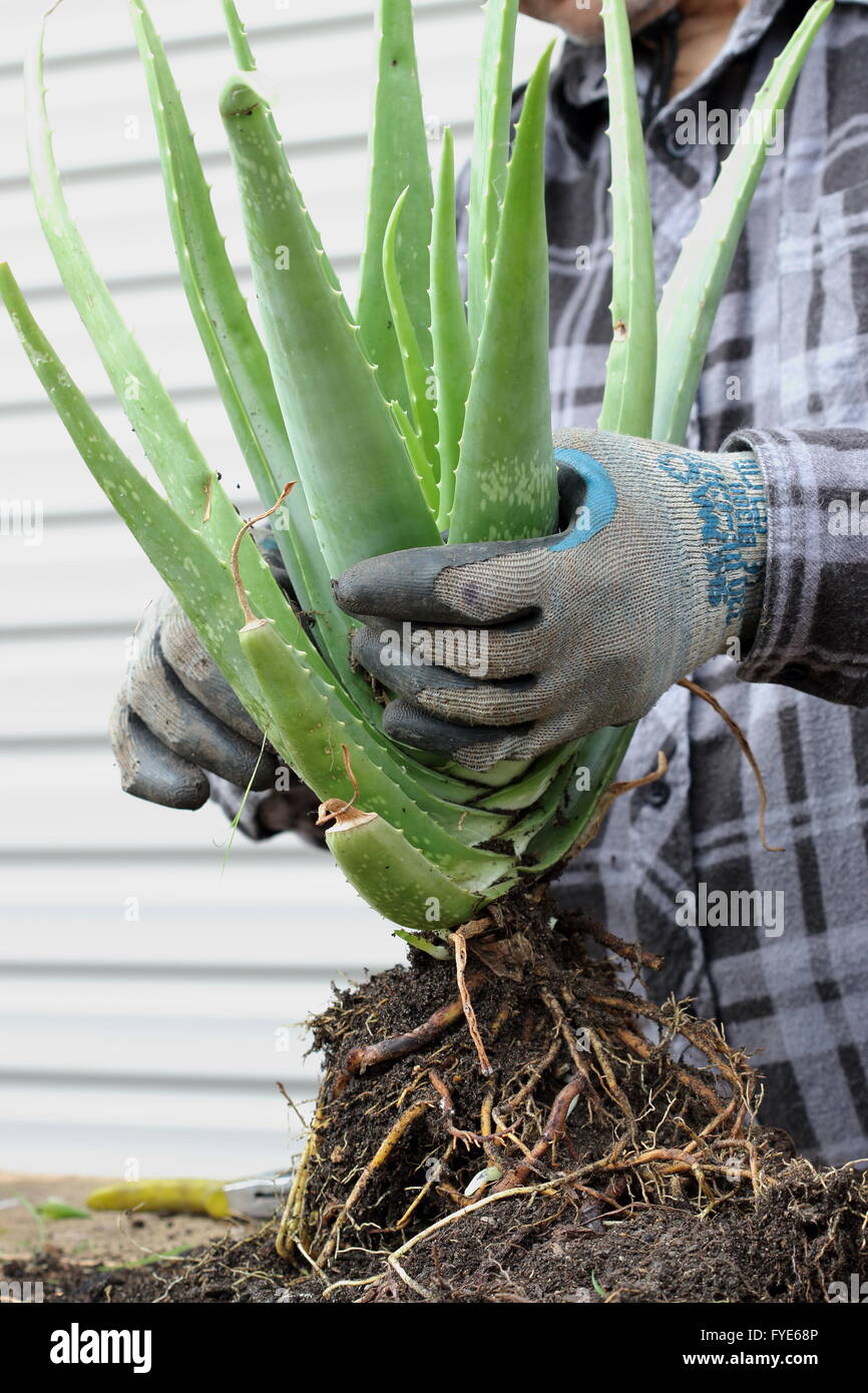 Close up hand holding mature Aloe vera plant with roots Stock Photo - Alamy