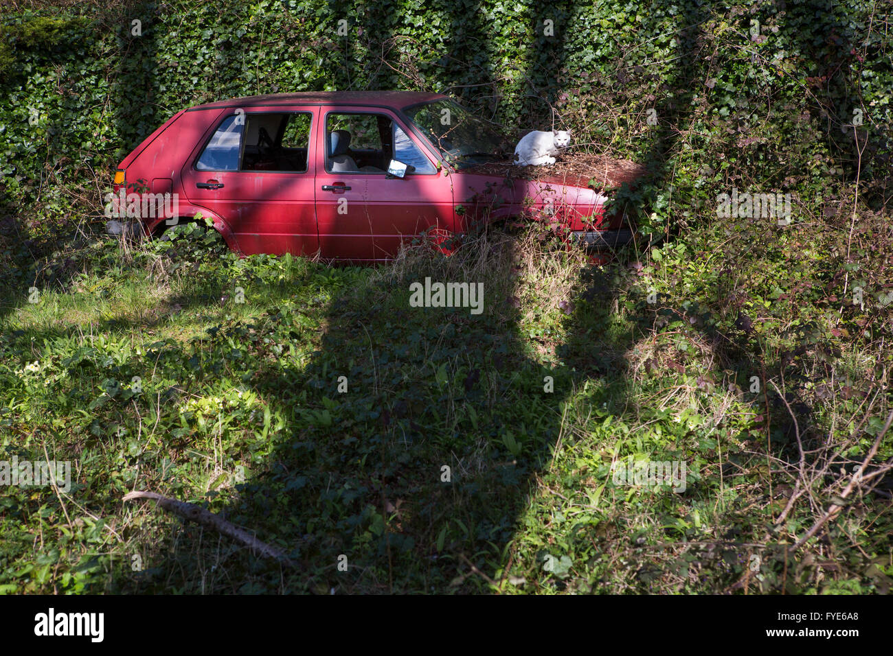 Old car overgrown by plants hi-res stock photography and images - Alamy