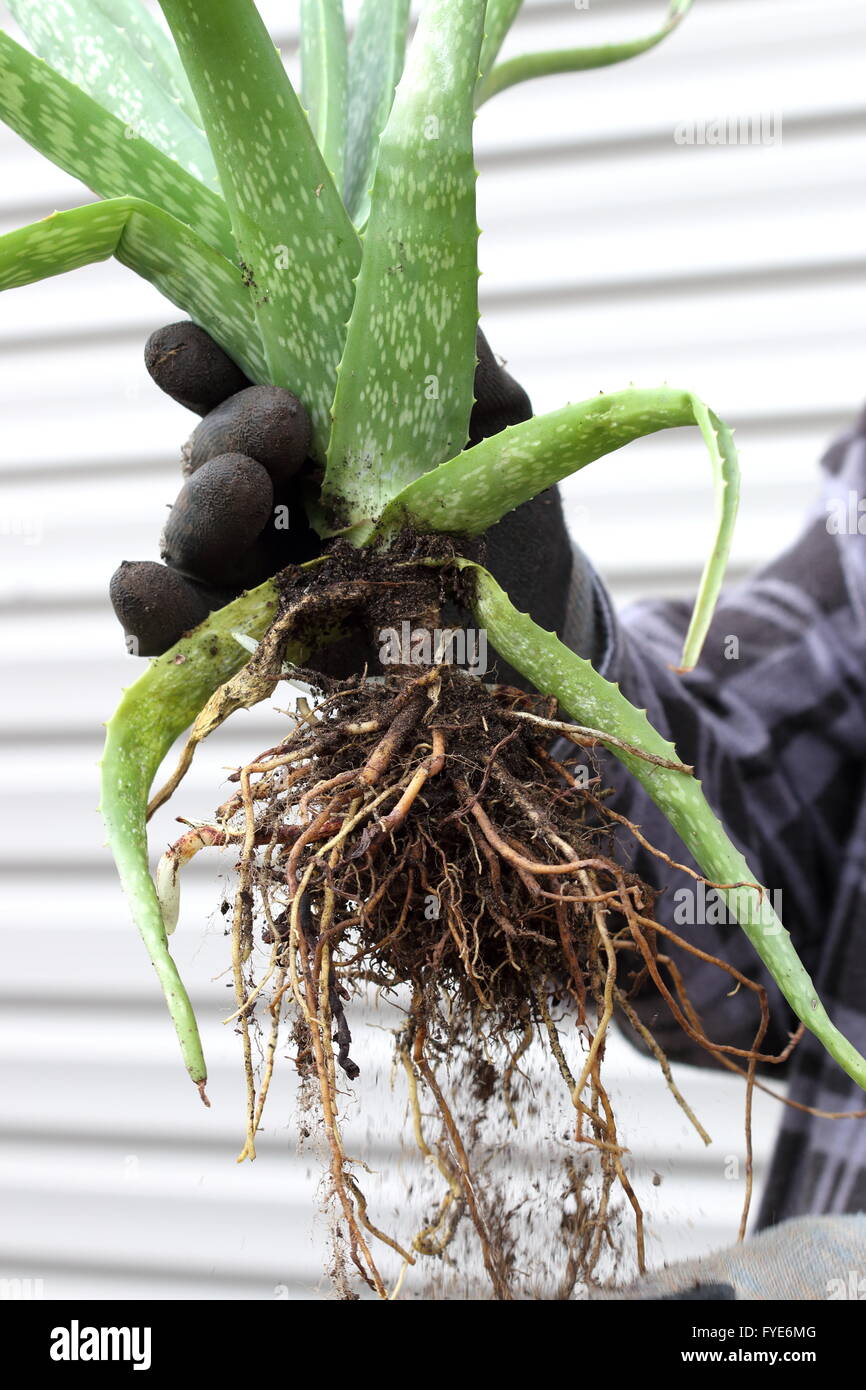 Close up hand holding mature Aloe vera plant with roots Stock Photo - Alamy