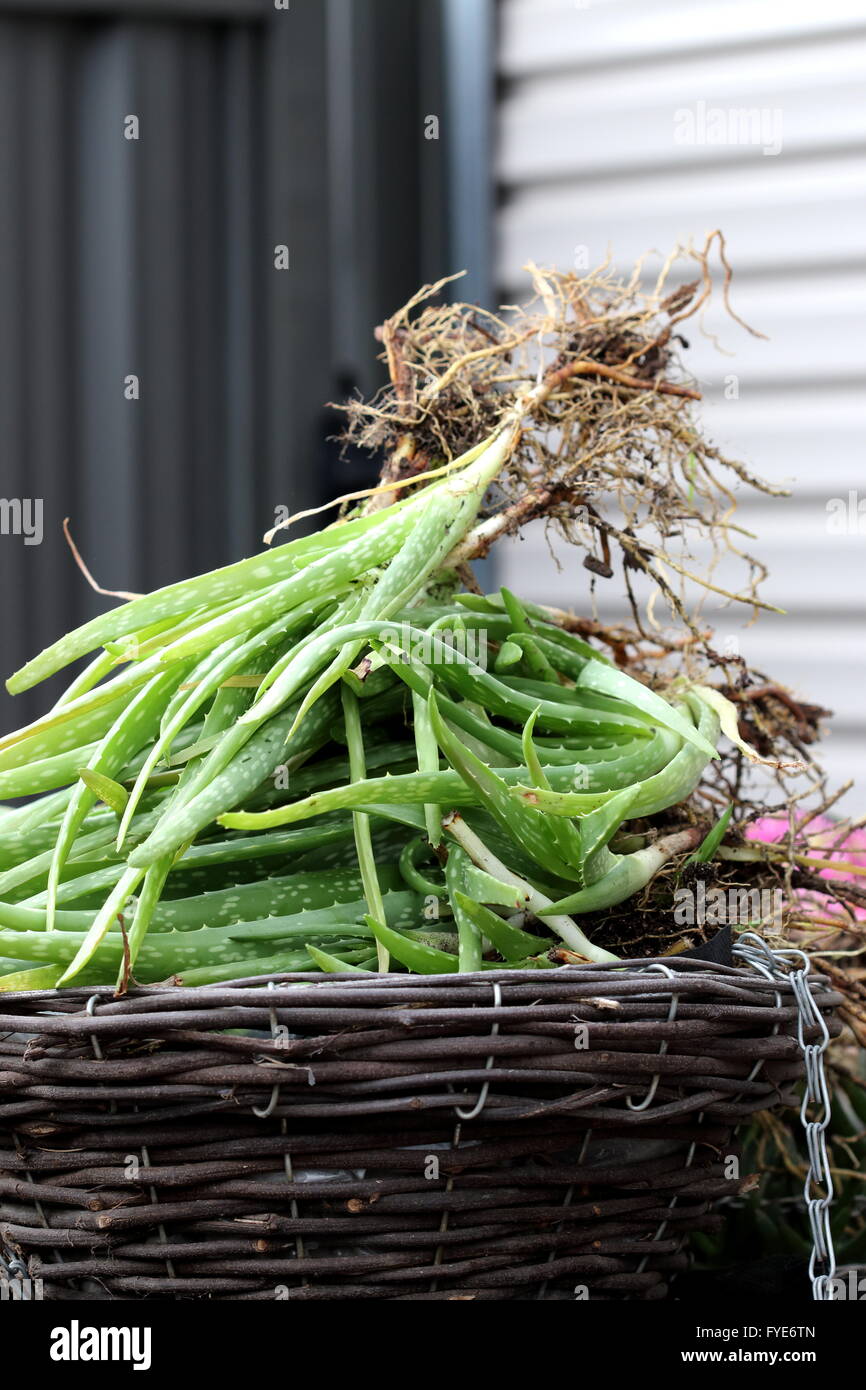 Aloe vera roots hi-res stock photography and images - Alamy