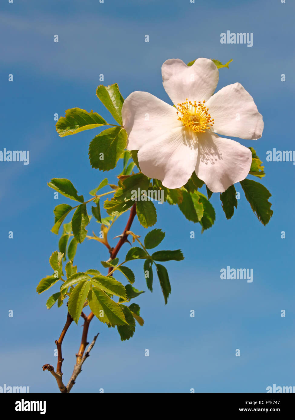 Botanical flower wild rose hi-res stock photography and images - Alamy