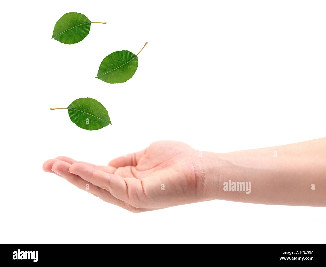 A female hand with leaves isolated against a white background Stock ...