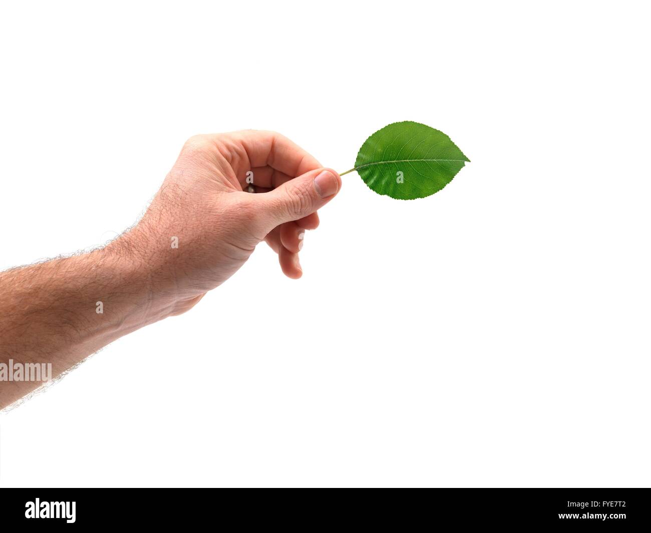 A hand holding a leaf isolated against a white background Stock Photo ...