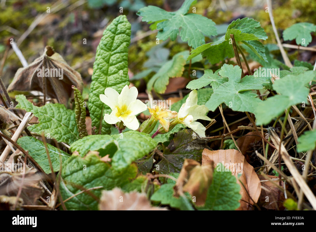 Primrose flowers uk hi-res stock photography and images - Alamy
