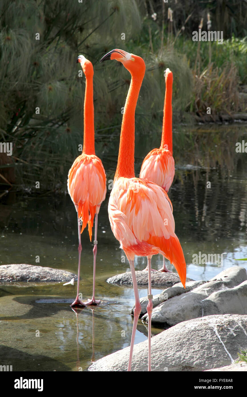Group of Flamingos Stock Photo - Alamy