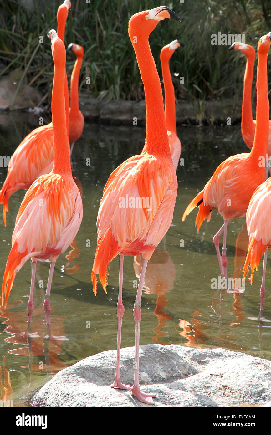 Group of Flamingos Stock Photo - Alamy