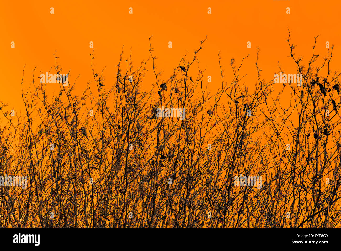 Sepia color contrast hi-res stock photography and images - Alamy