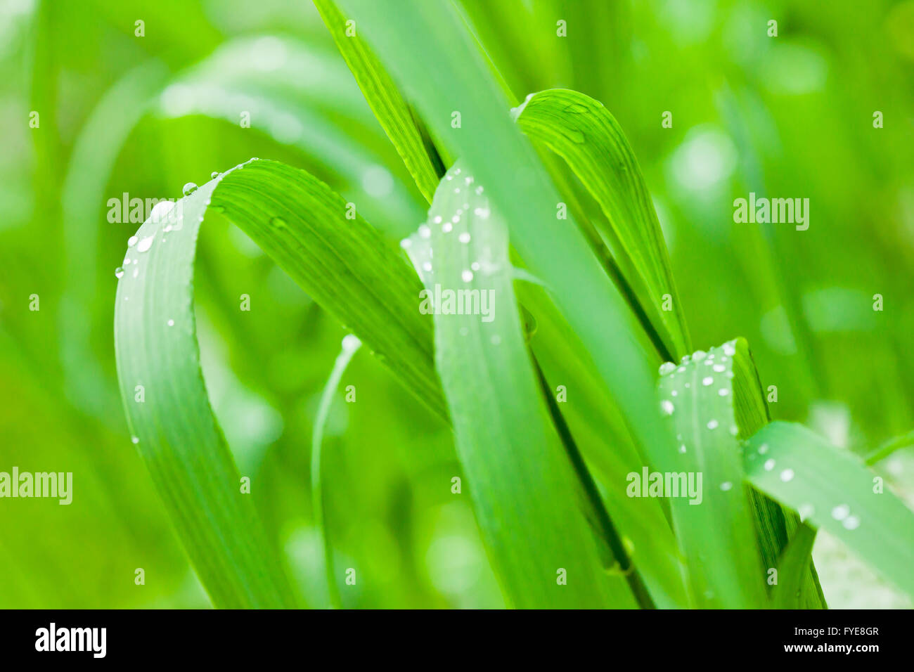 Beautiful fresh and juicy green grass Stock Photo - Alamy