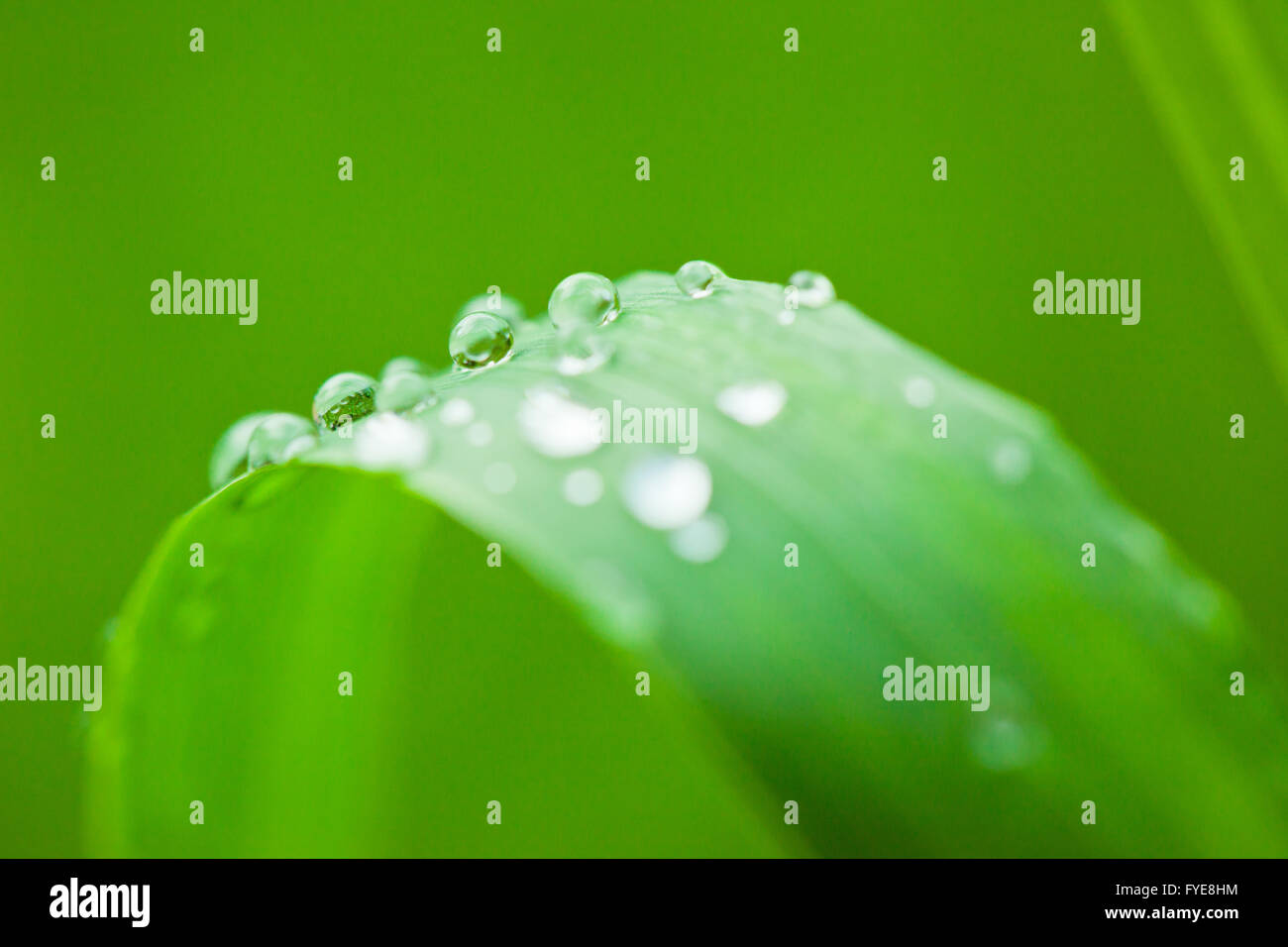 Beautiful fresh and juicy green grass Stock Photo - Alamy