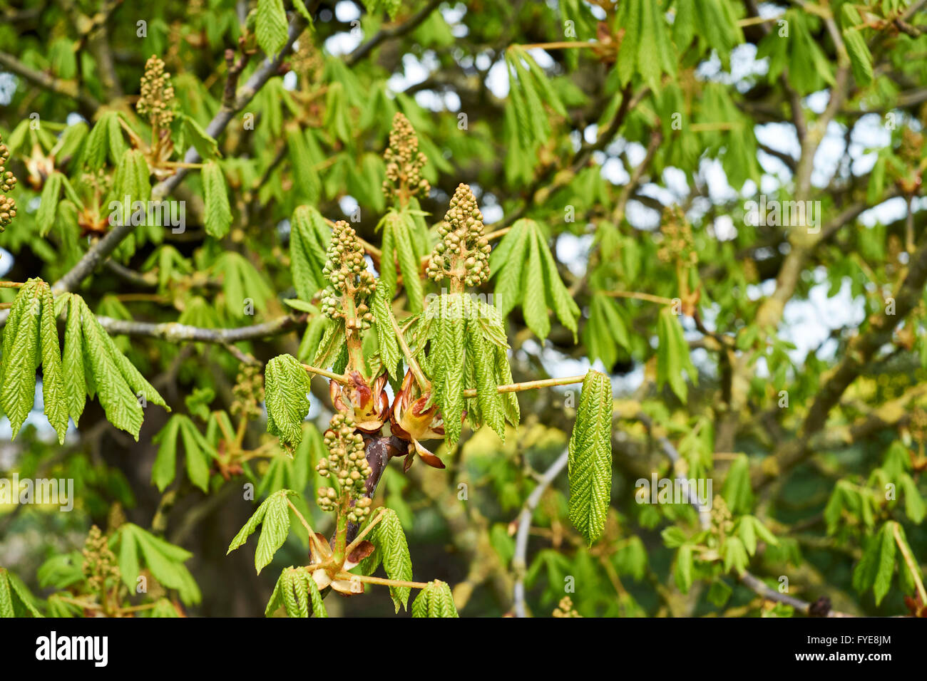 Buds of chestnut tree hi-res stock photography and images - Alamy