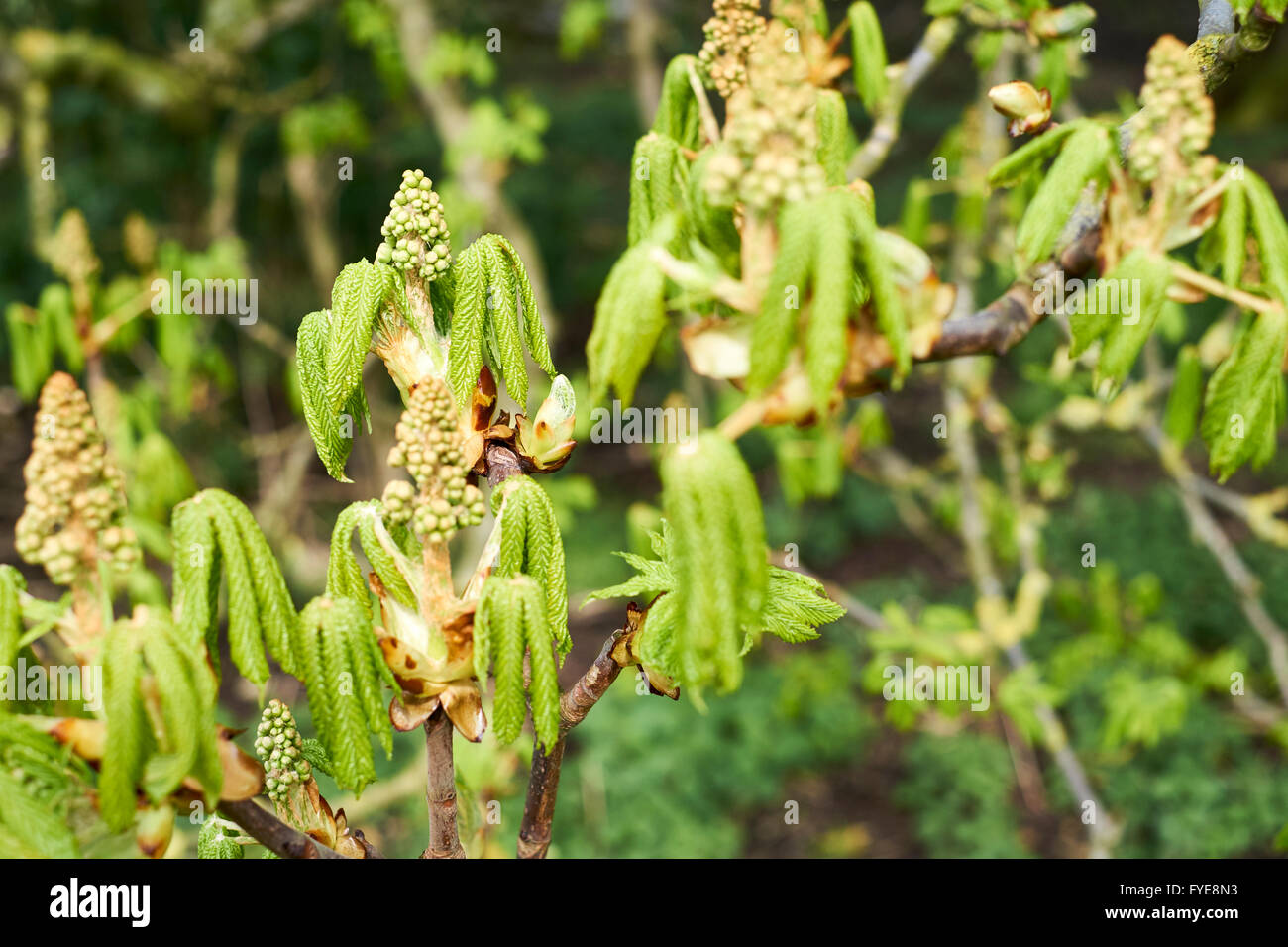 Buds of chestnut tree hi-res stock photography and images - Alamy