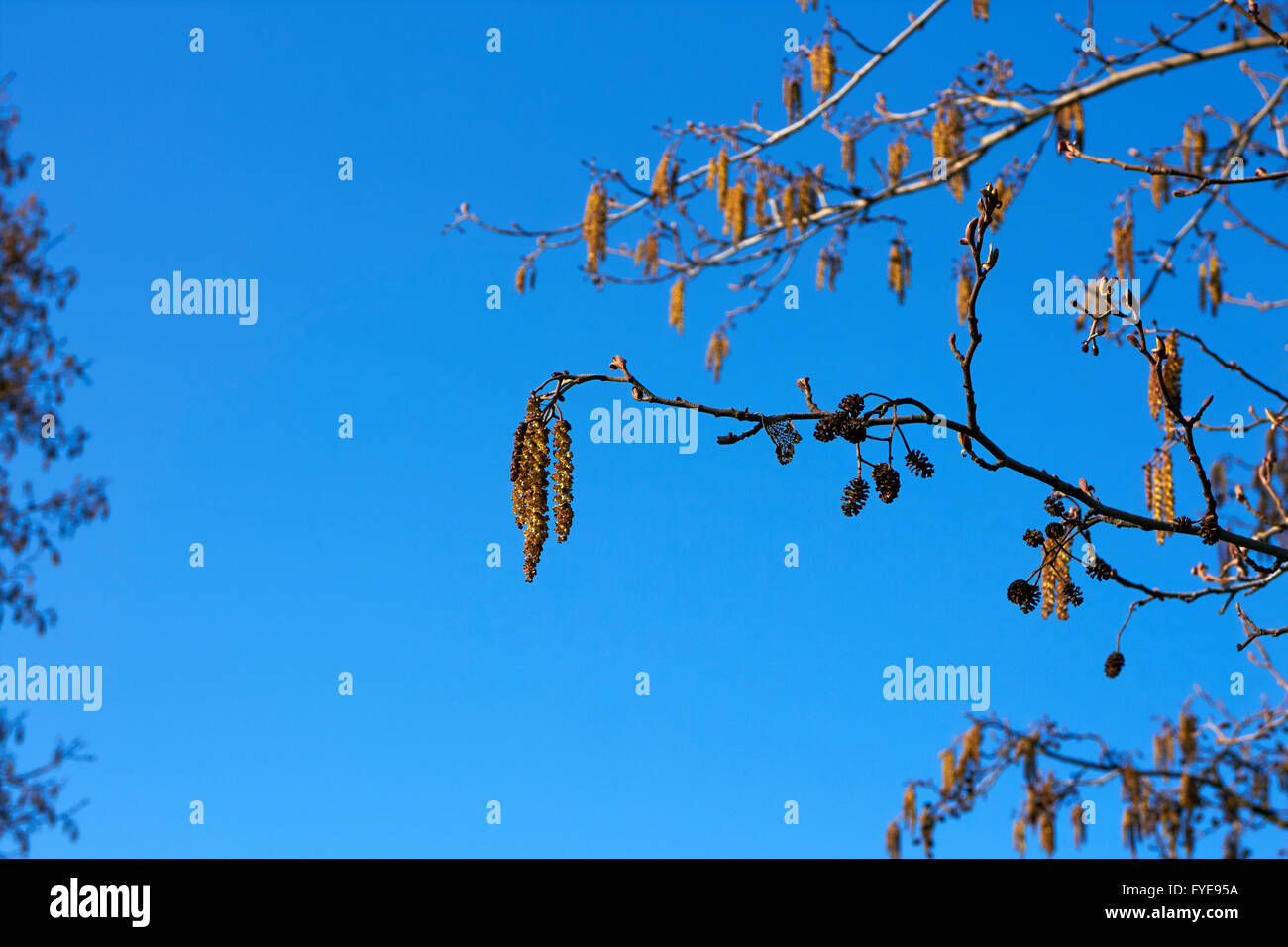 Black common alder alnus glutinosa hi-res stock photography and images ...