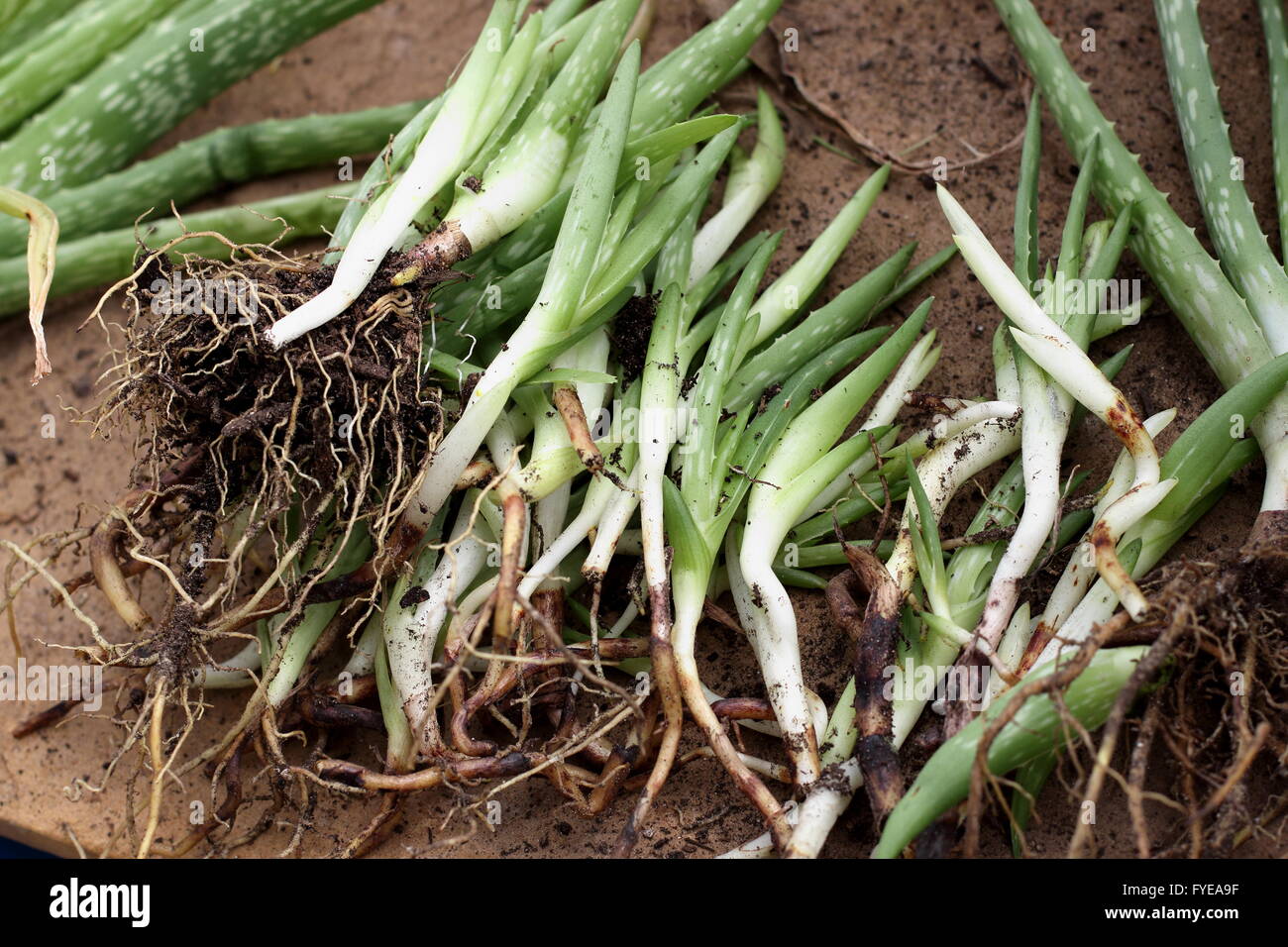 Close up of offsets Young bare rooted Aloe vera plants ready for ...