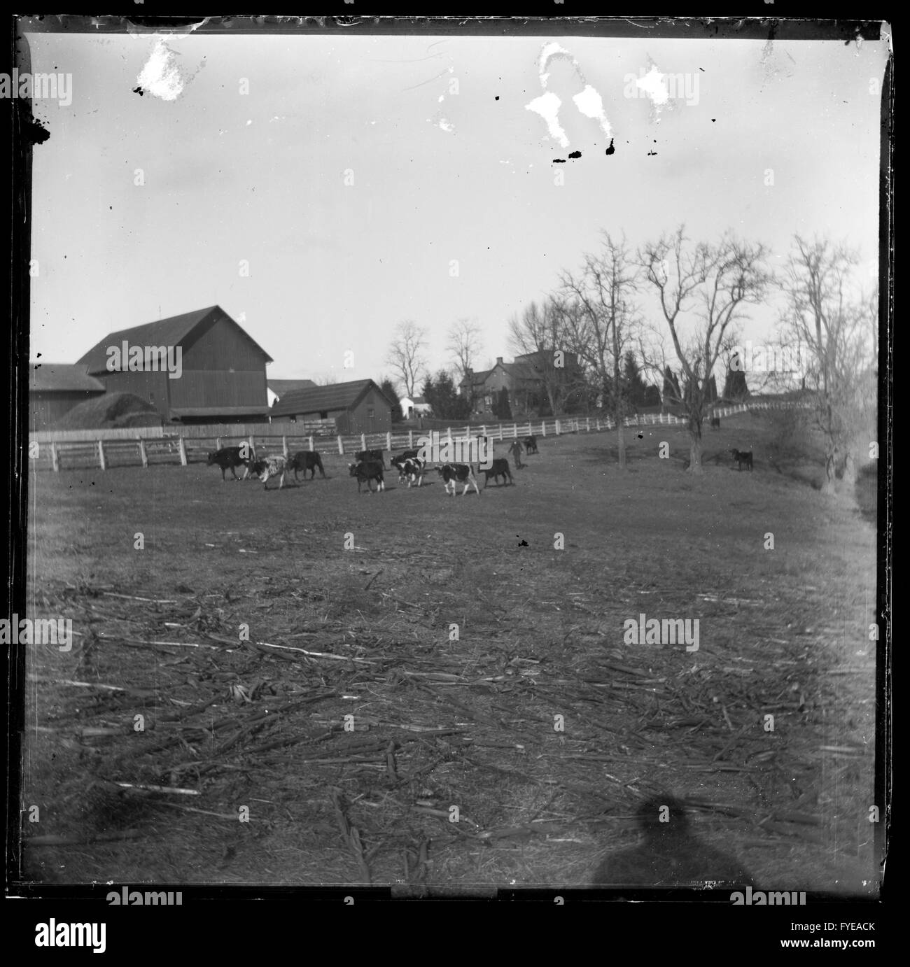 Victorian farm cows hi-res stock photography and images - Alamy