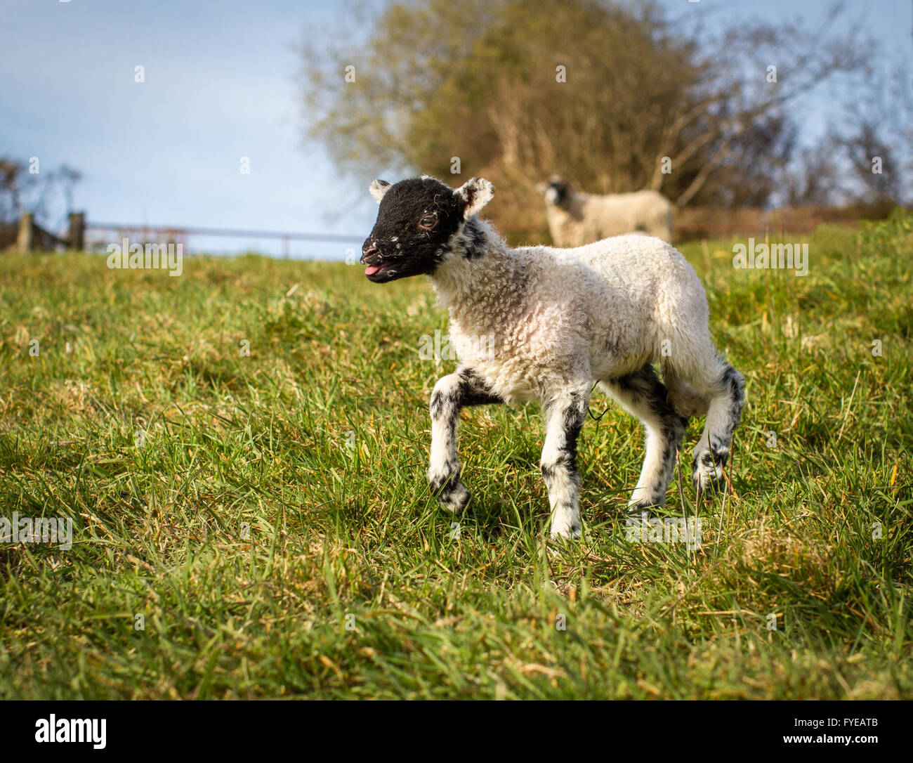 Trotting lamb hi-res stock photography and images - Alamy