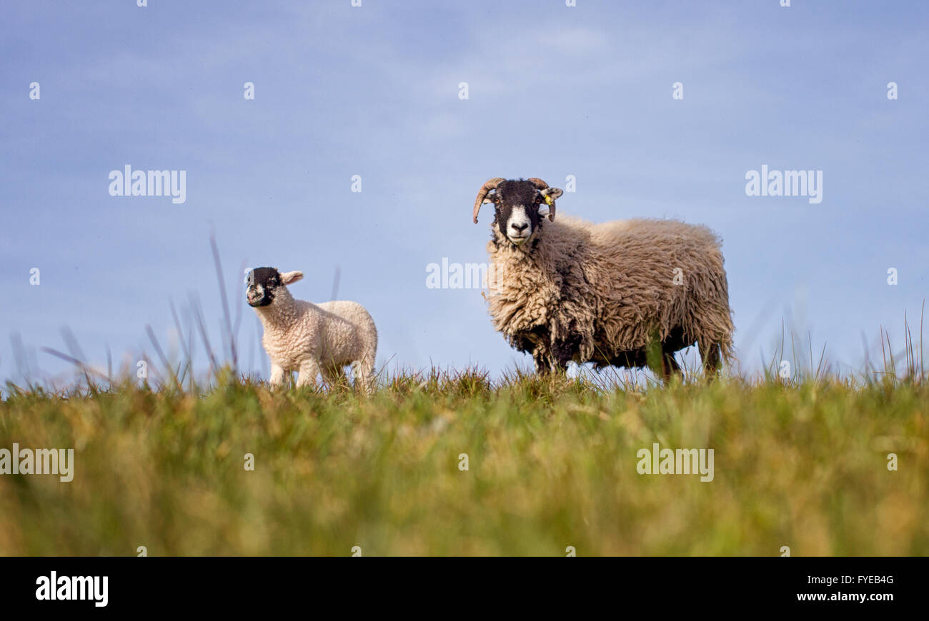 Lamb with horns hi-res stock photography and images - Alamy