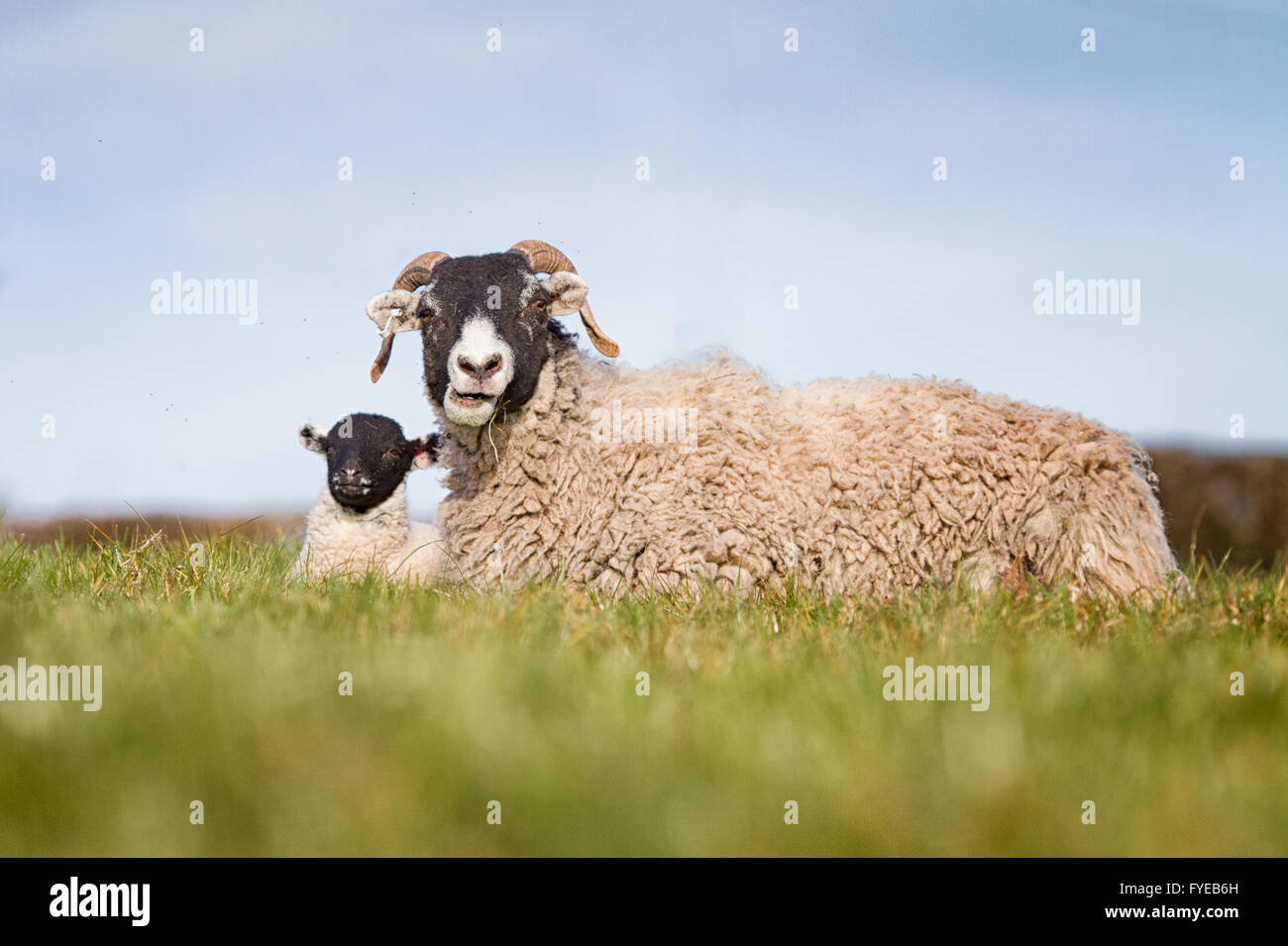 Mother ewe Swaledale sheep with lamb in a field. Female swaledale sheep ...