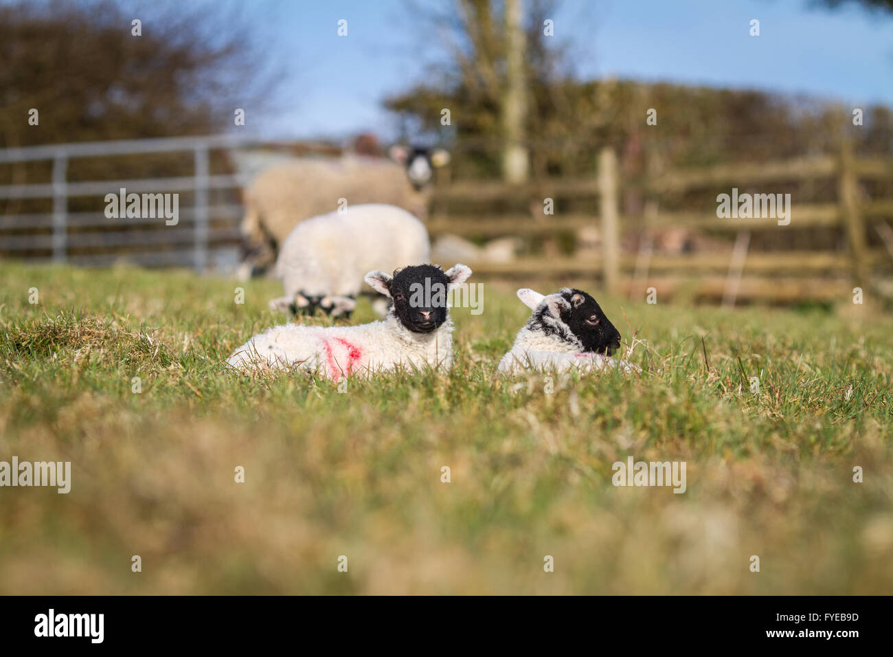 Swaledale ewe with lambs hi-res stock photography and images - Alamy