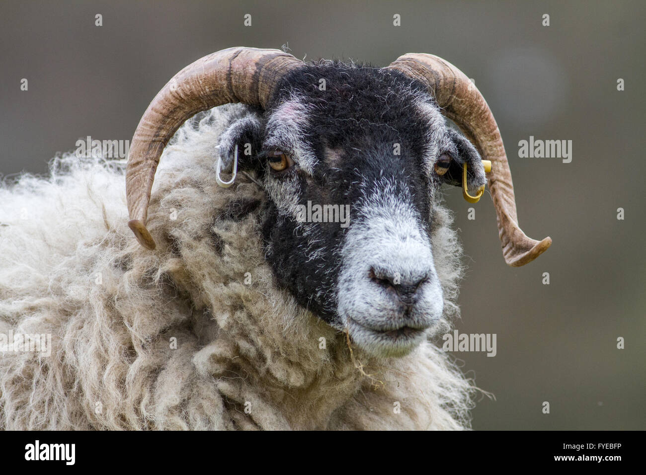 Headshot portrait of a swaledale ewe sheep the females have horns in ...